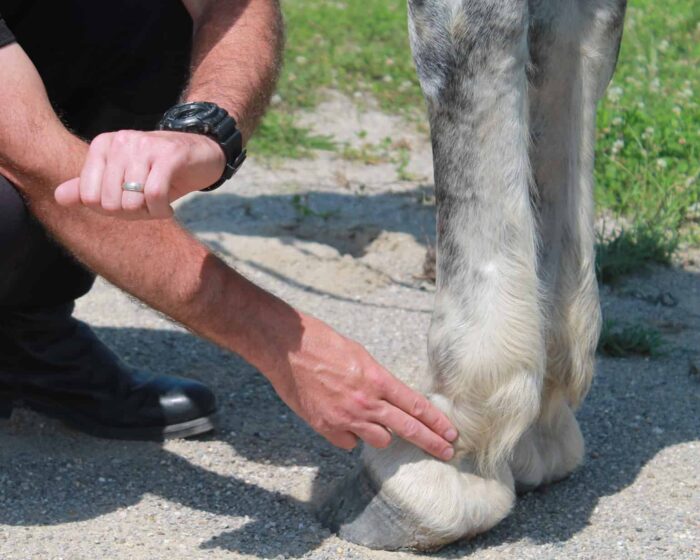 Everything you need to know about laminitis