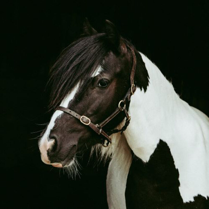 HAPPA Home » Horses And Ponies Protection Association | HAPPA