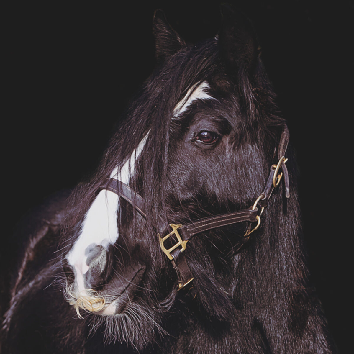 HAPPA Home » Horses And Ponies Protection Association | HAPPA