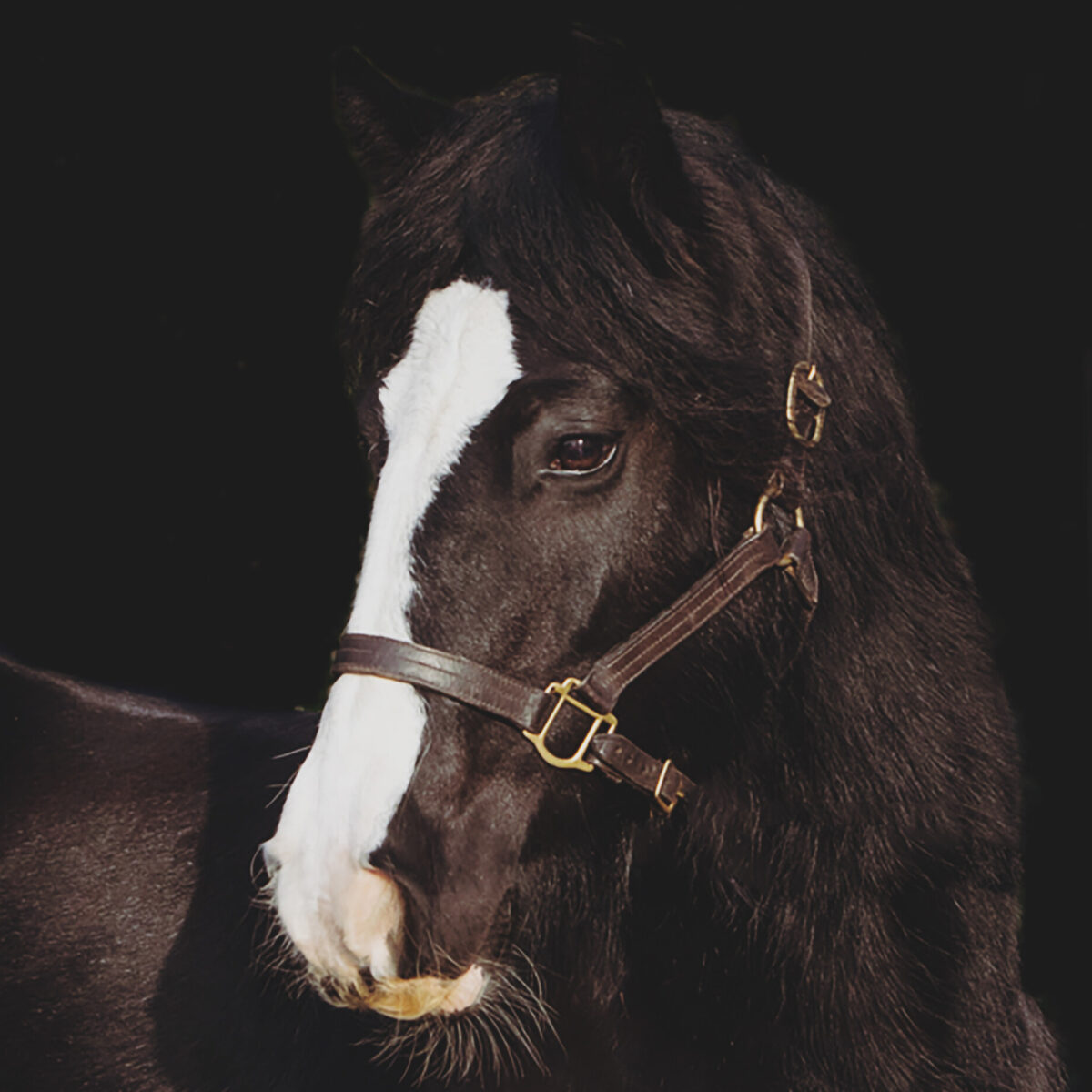 HAPPA Home » Horses And Ponies Protection Association | HAPPA