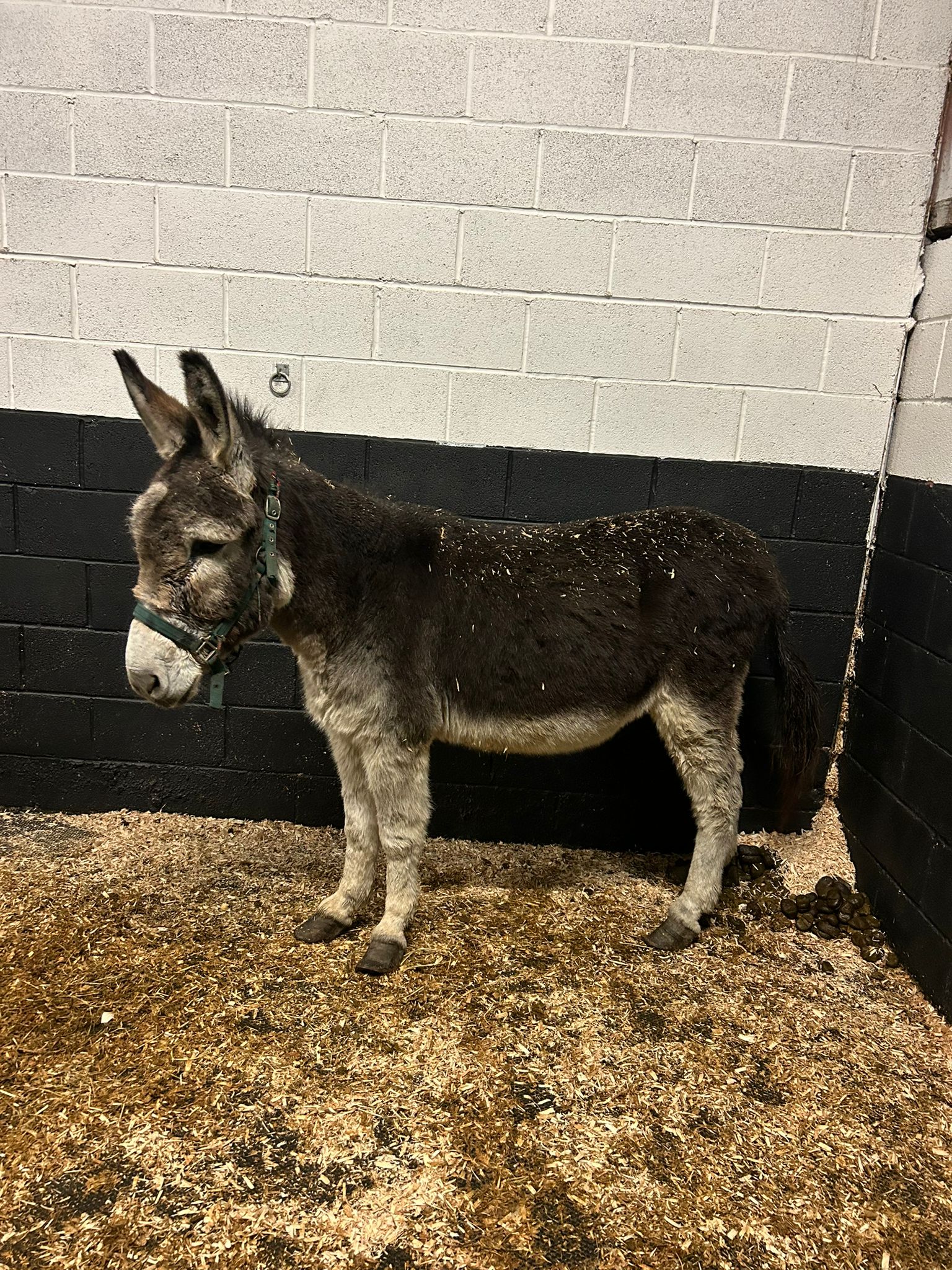 HAPPA’s Little Donkey Arrives In Time For Christmas » Horses And Ponies ...