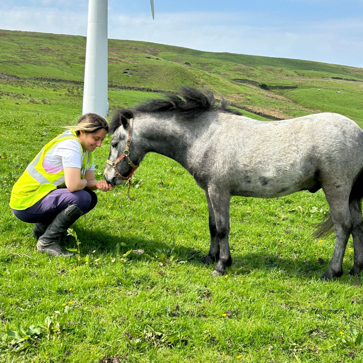 HAPPAs New Easter Welsh Section A » Horses And Ponies Protection ...