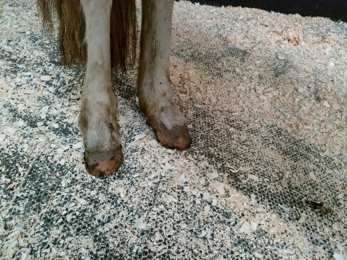 Bianca and Bubble » Horses And Ponies Protection Association | HAPPA