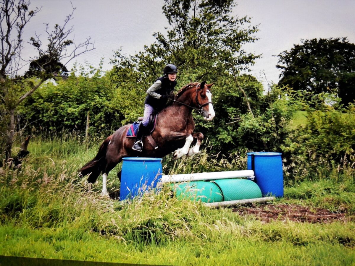 About HAPPA » Horses And Ponies Protection Association | HAPPA