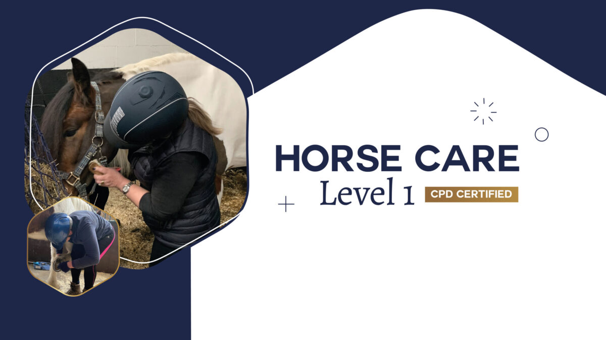 HAPPA Horse Care Course » Horses And Ponies Protection Association | HAPPA