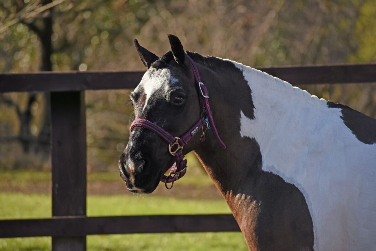About HAPPA » Horses And Ponies Protection Association | HAPPA
