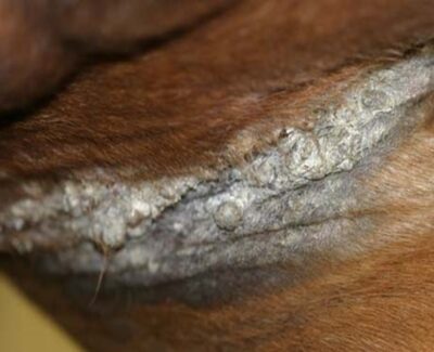 Sarcoids » Horses And Ponies Protection Association | HAPPA