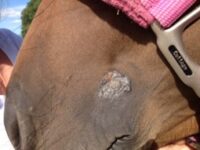 Sarcoids » Horses And Ponies Protection Association | HAPPA