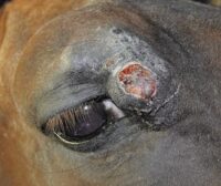 Sarcoids » Horses And Ponies Protection Association | HAPPA
