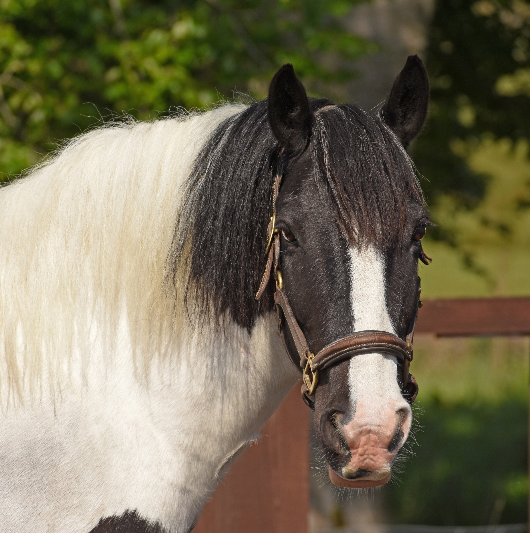 Sponsor A HAPPA Horse